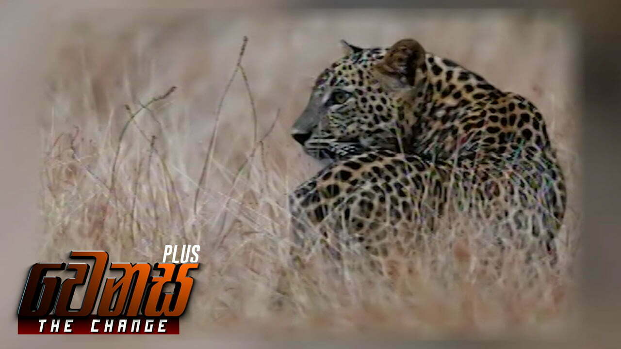 Venasa Plus – 2022-01-05 - ITN | Independent Television Network Ltd